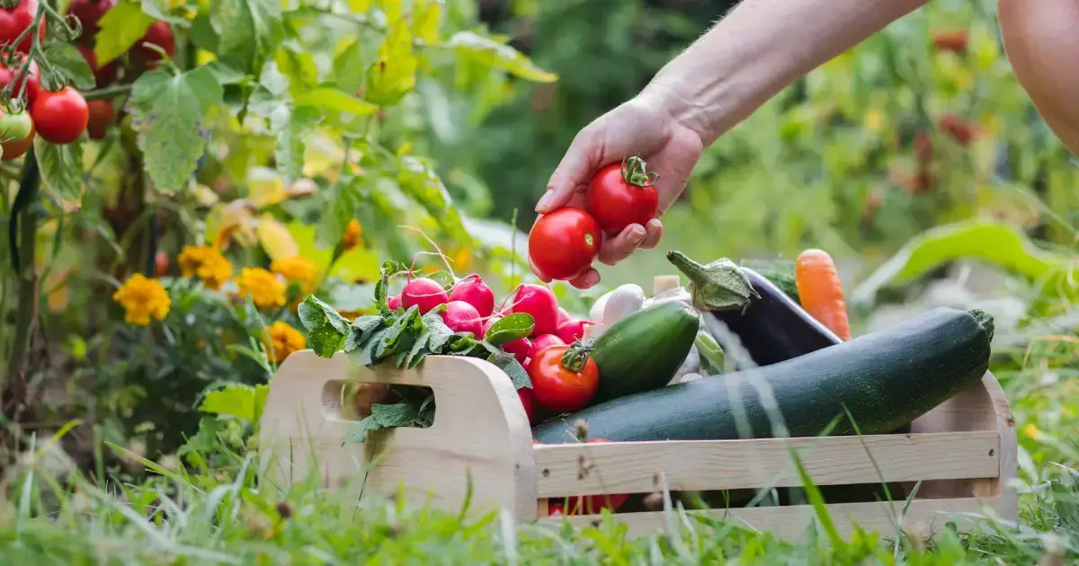 How To Choose a Farm POS System [+ 3 Top Providers]